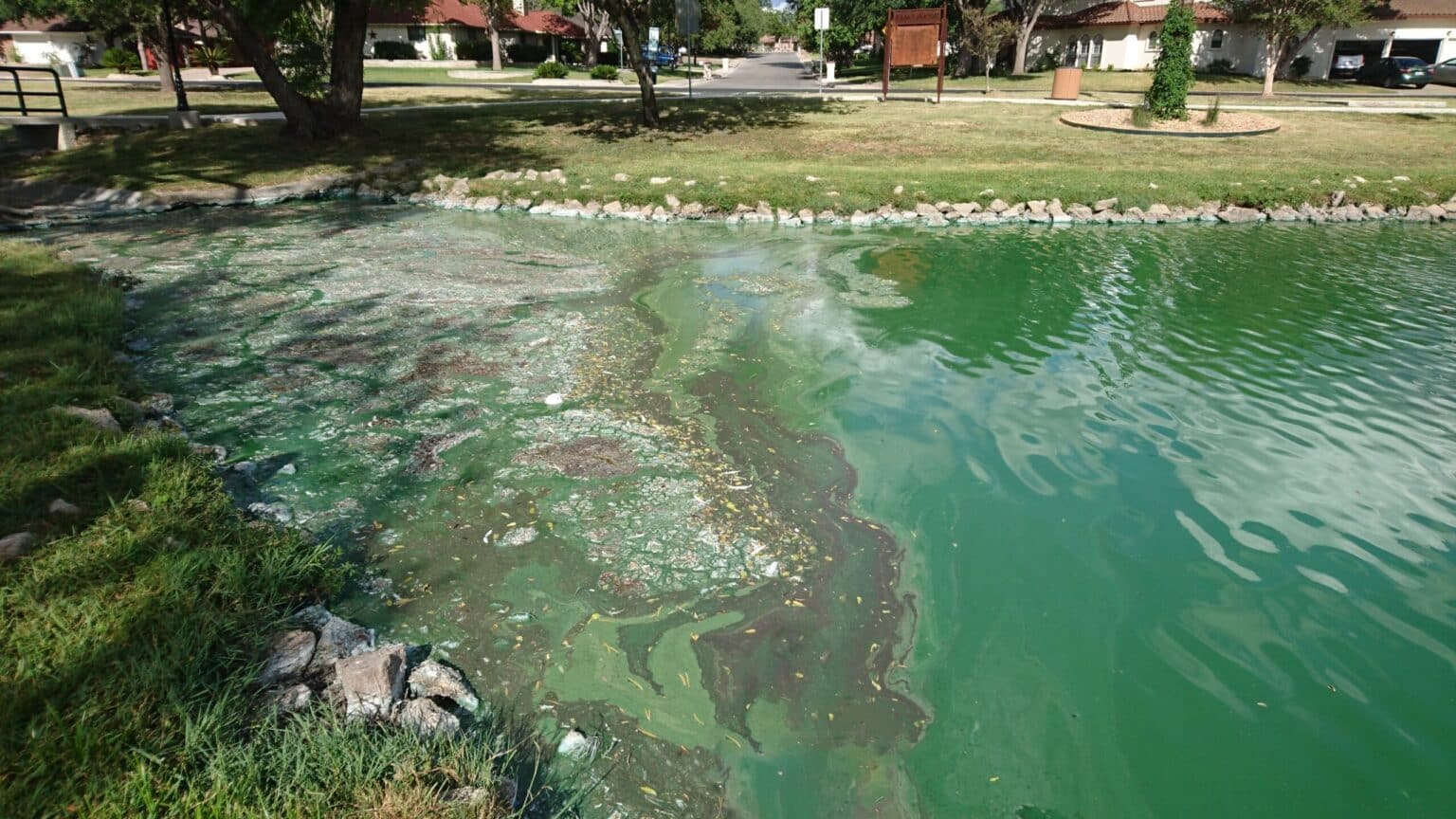 Como é a aparência das algas verde-azuladas?