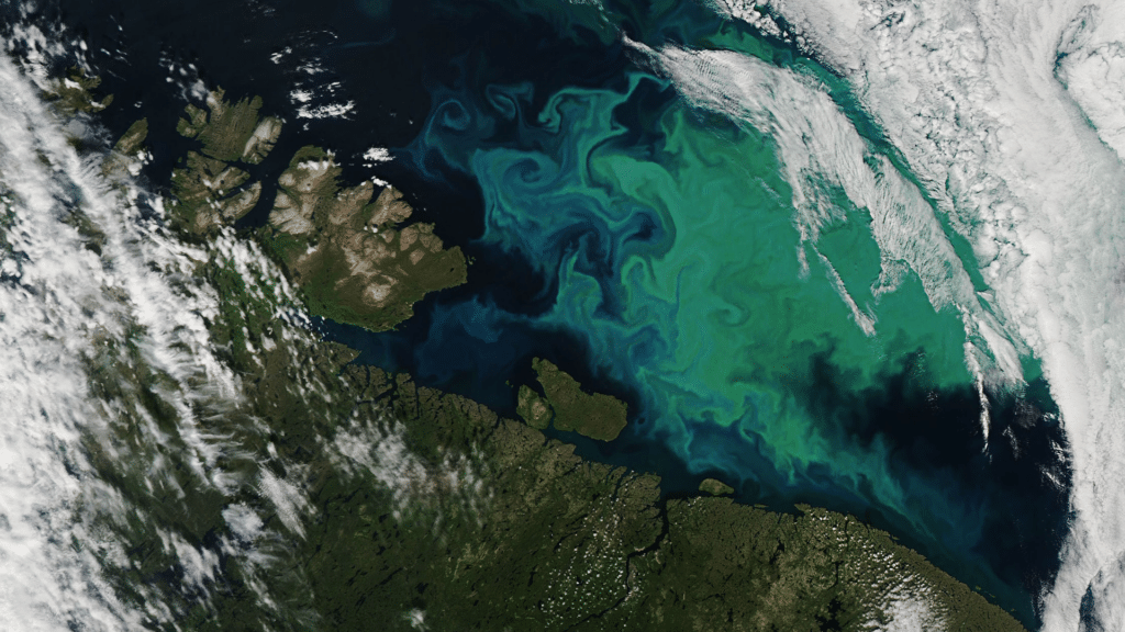 Stunning but Deadly Algal Blooms Visible from Space