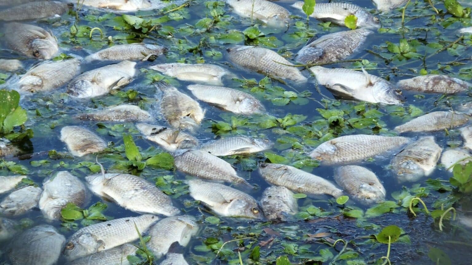How Algae Threaten the Food Industry