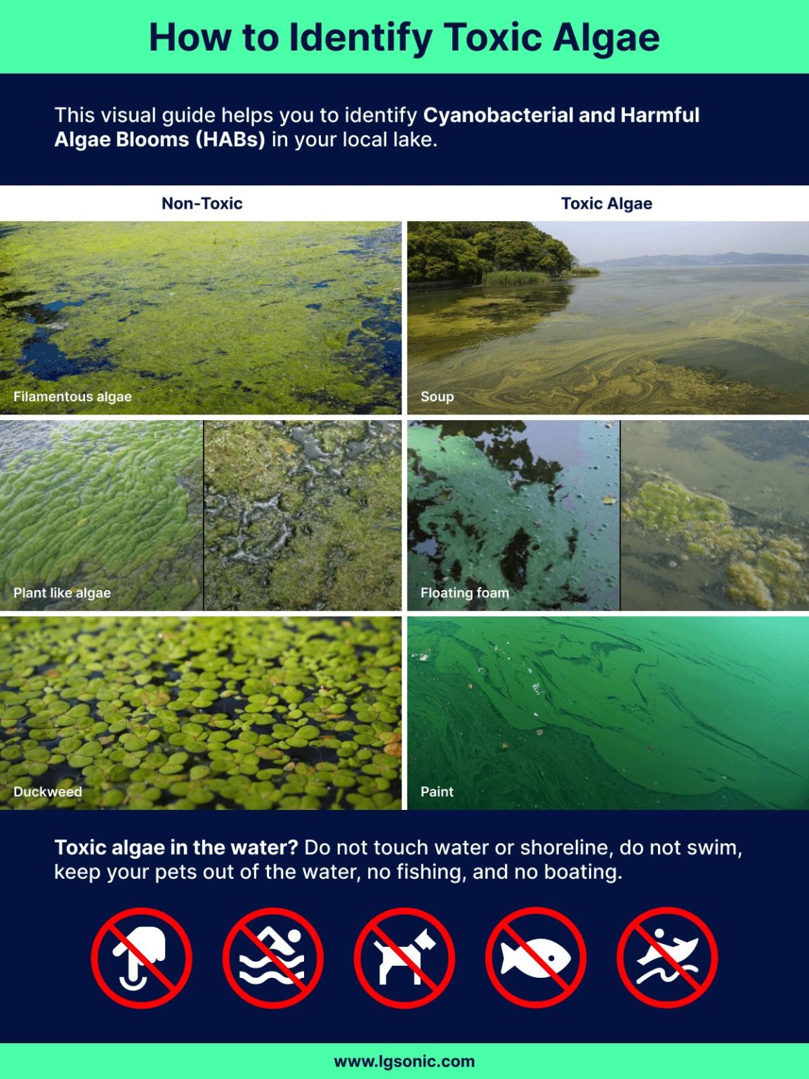 How to Identify Toxic Algae? - LG Sonic