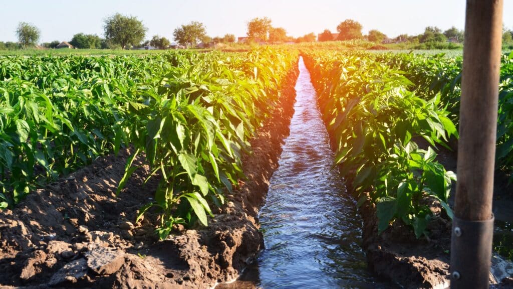 Lake Erie Toxic Algal Blooms: Causes, Costs, and Solutions