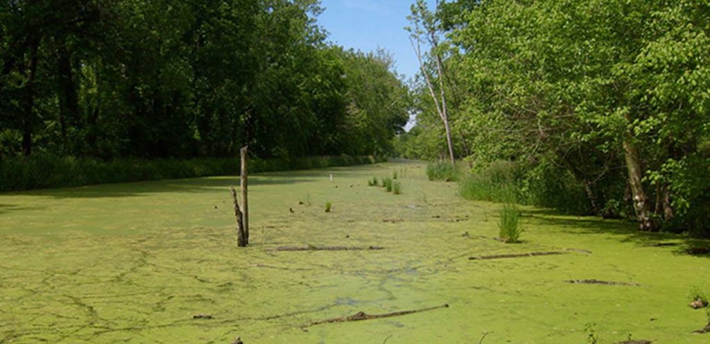How to Prevent Algal Blooms in Lakes And Reservoirs - LG Sonic