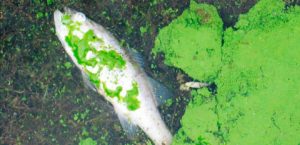 Cyanobacterial Blooms (Blue-Green Algae Blooms)