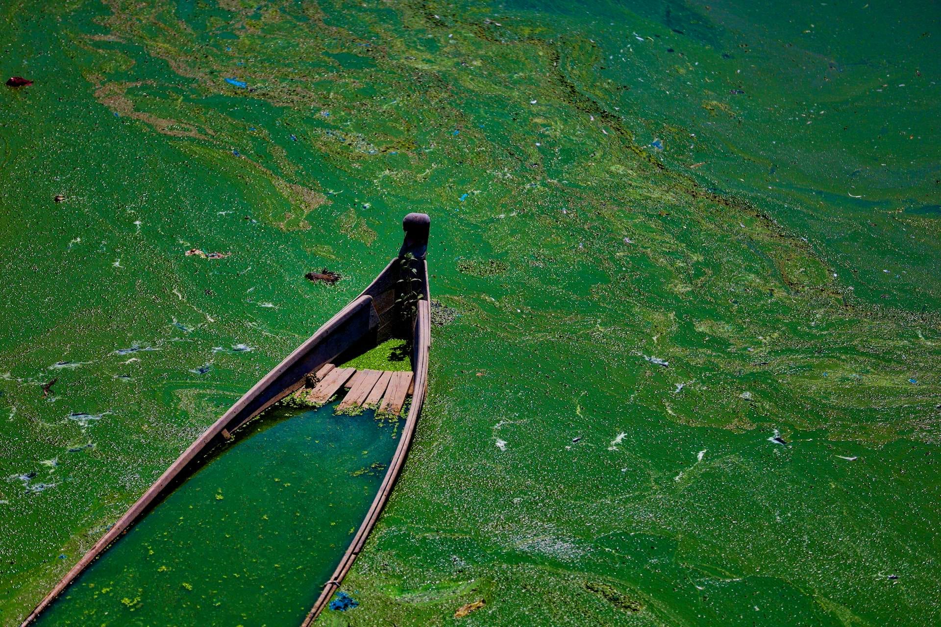 Detrimental Impact of Spring Algal Blooms and Proactive Solutions