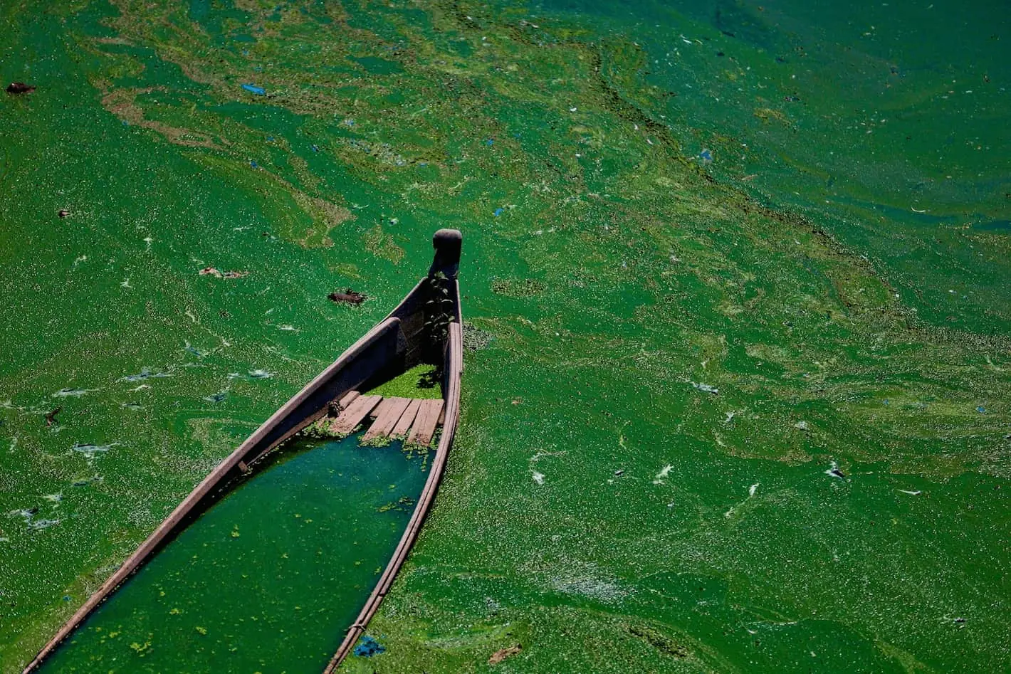 Detrimental Impact of Spring Algal Blooms and Proactive Solutions